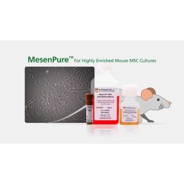 MesenPure™: For Highly Enriched Mouse MSC Cultures | STEMCELL Technologies